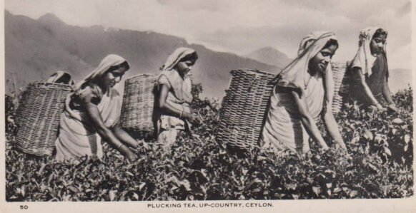 Sur la route du thé en Asie du Sud-Est : mes plus belles découvertes ...